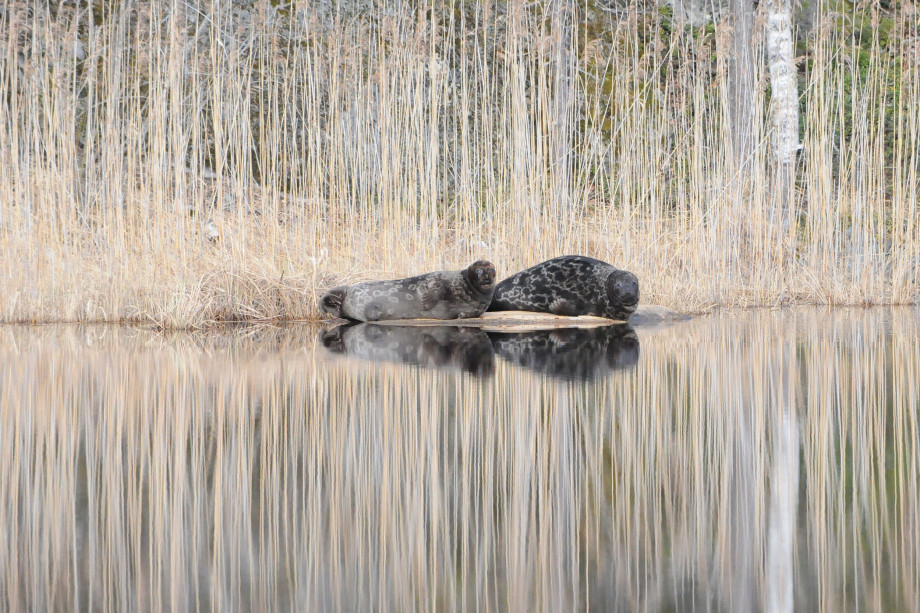 FM Vincent Biard, väitös 11.4.2025: Uusia näkökulmia saimaannorpan ...